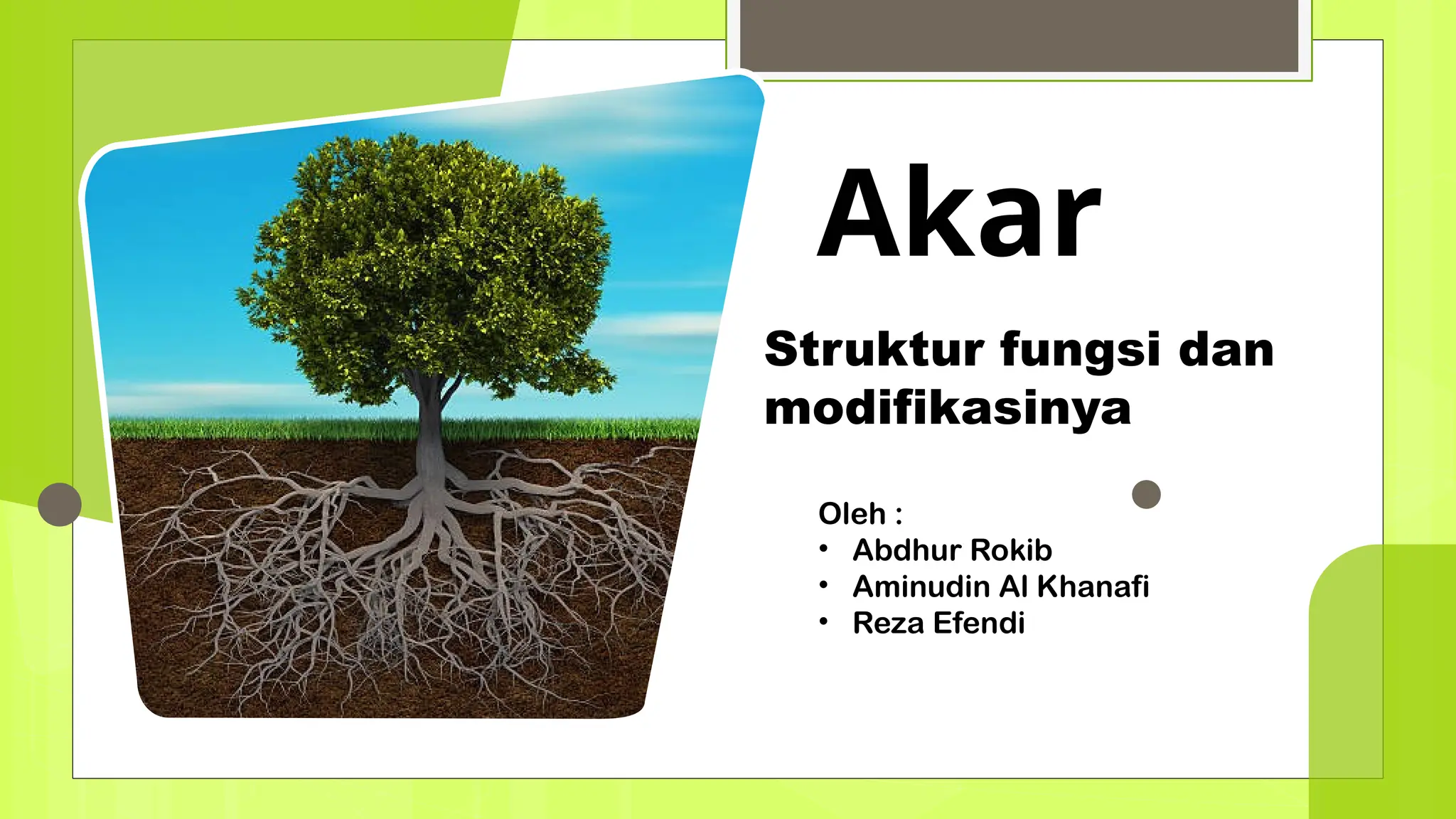 #1 dokumen Struktur akar fungsi dan modifikasinya.pptx