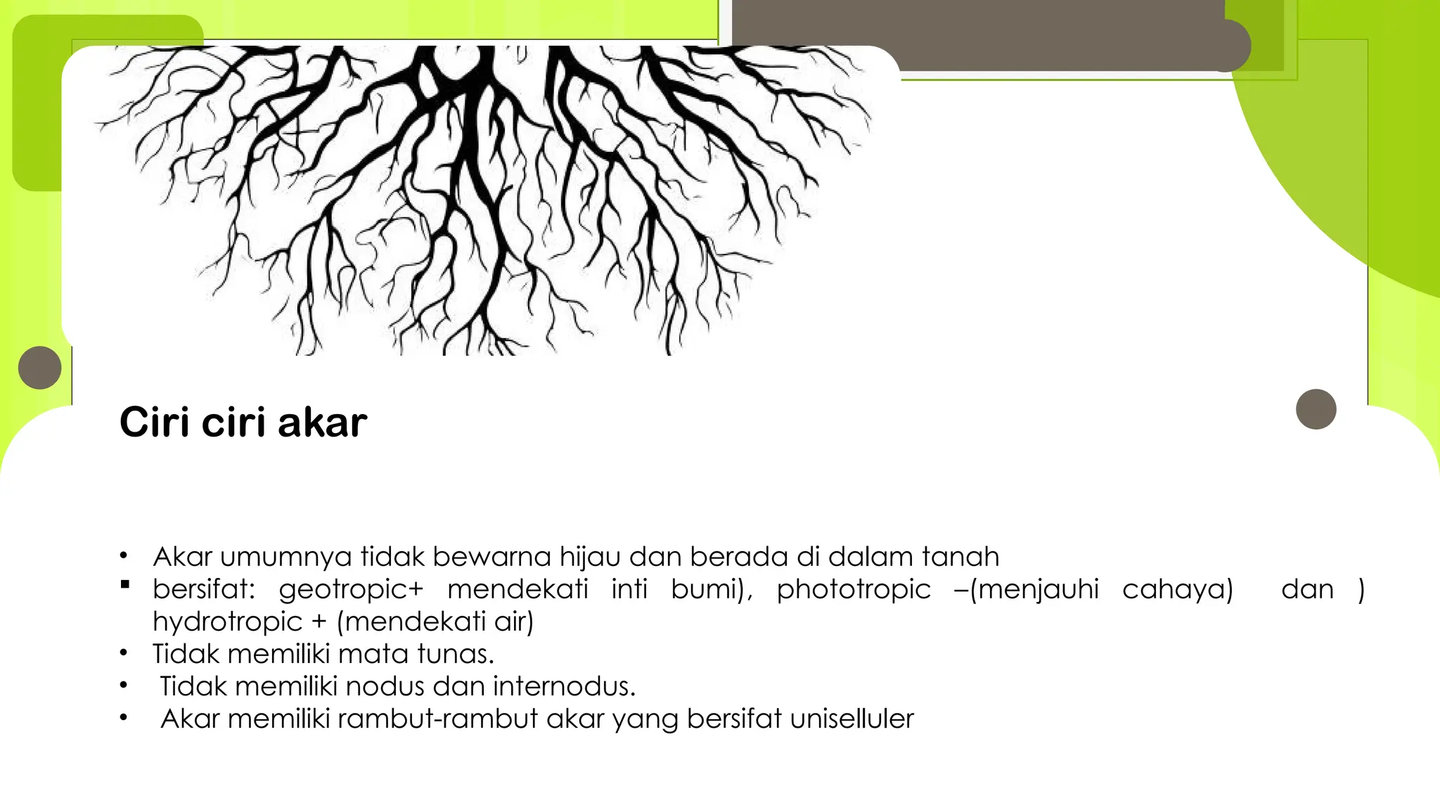 #1 dokumen Struktur akar fungsi dan modifikasinya.pptx