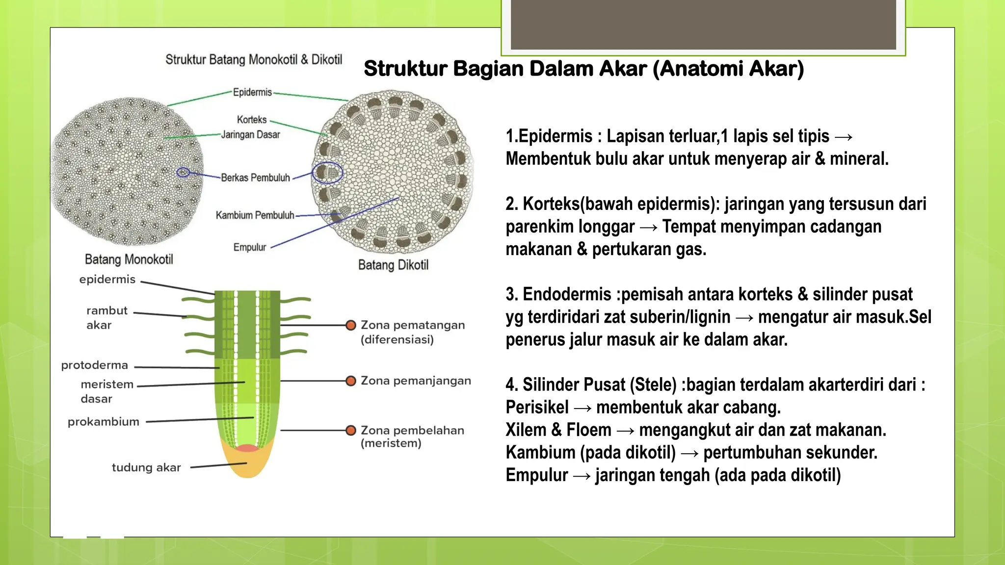 #1 dokumen Struktur akar fungsi dan modifikasinya.pptx