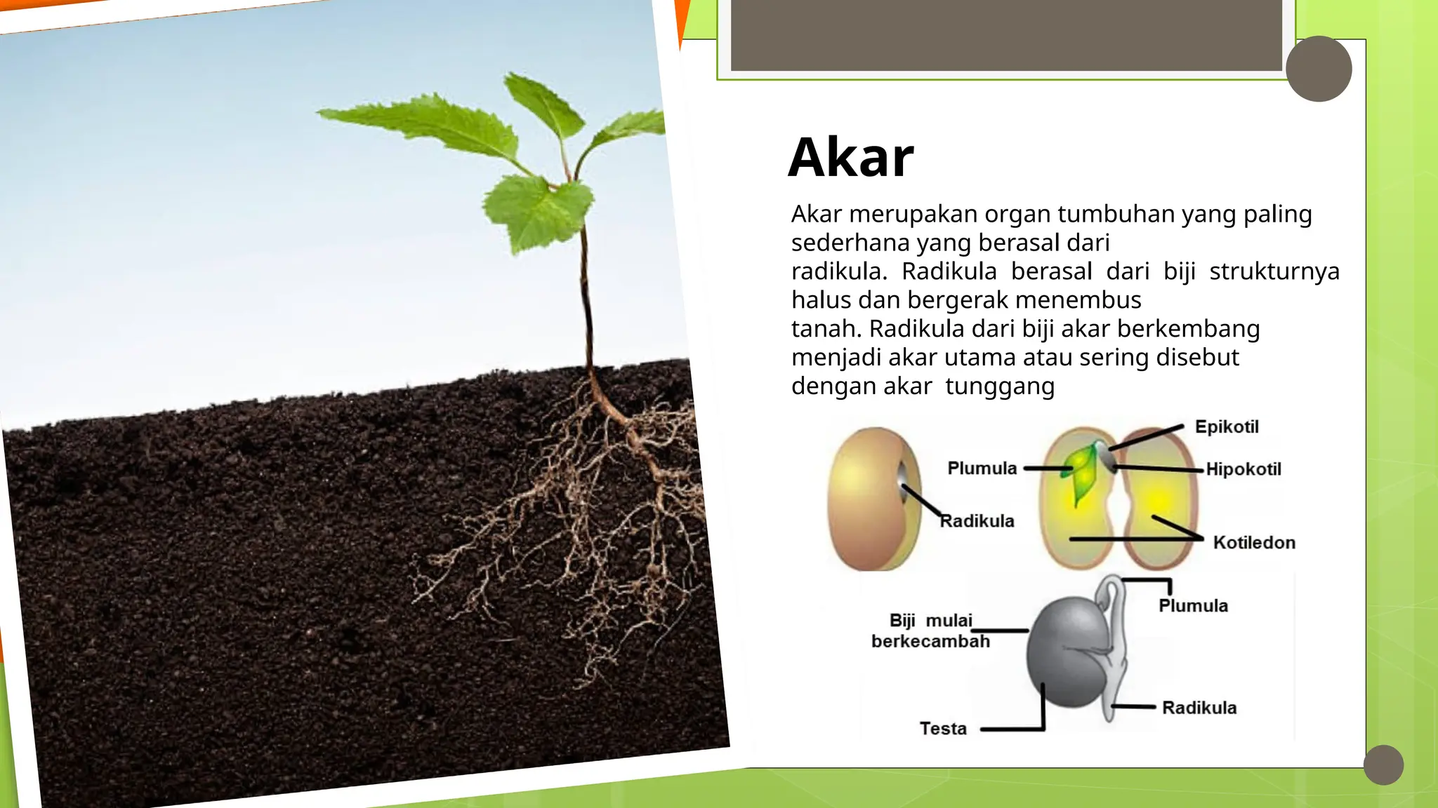 Struktur akar fungsi dan modifikasinya.pptx