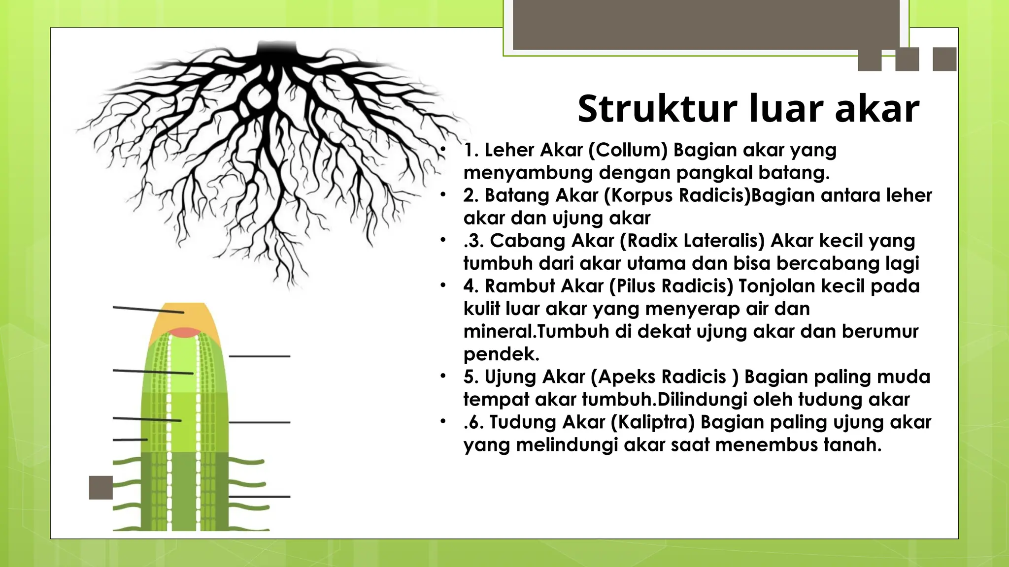 Struktur akar fungsi dan modifikasinya.pptx