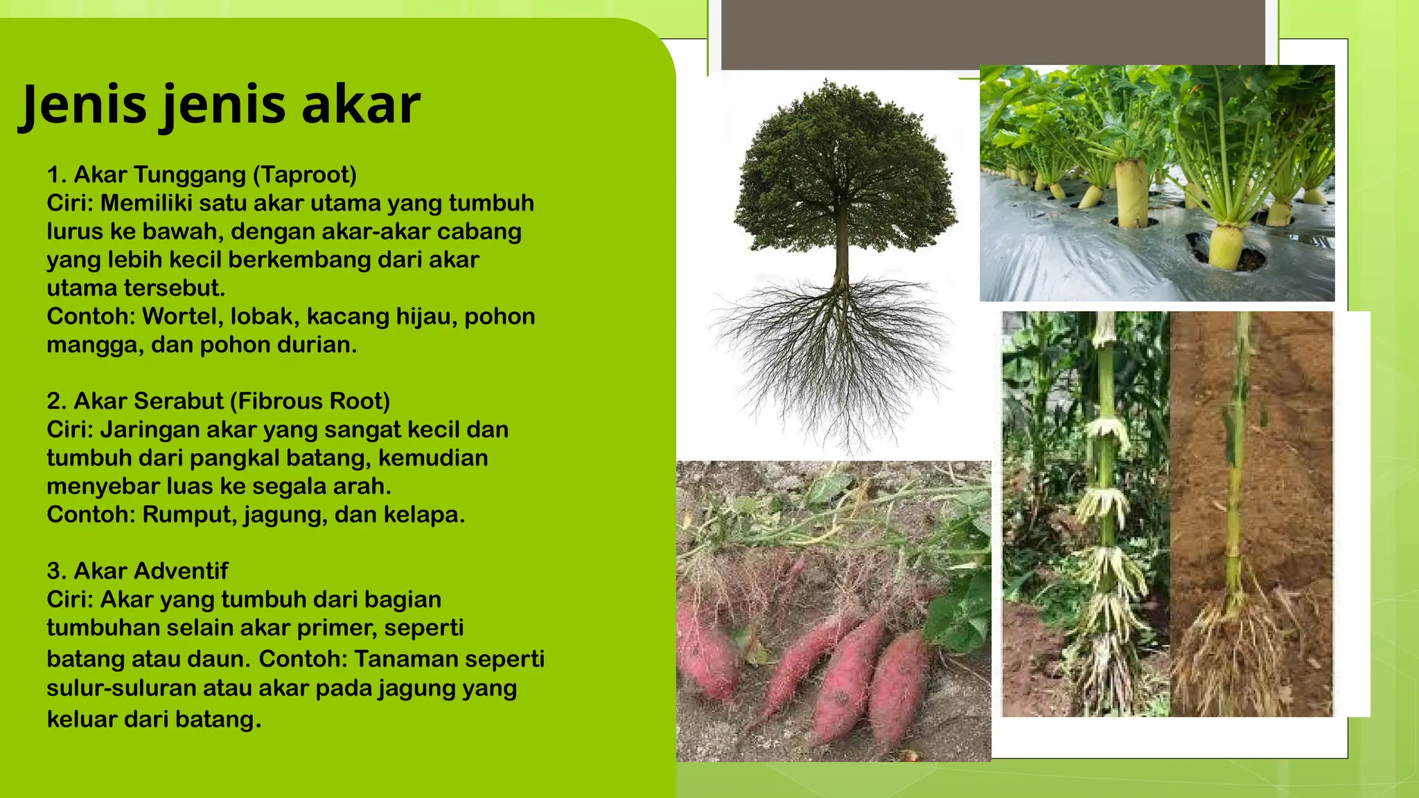 Struktur akar fungsi dan modifikasinya.pptx