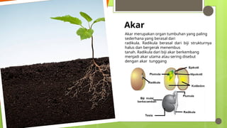Struktur akar fungsi dan modifikasinya.pptx