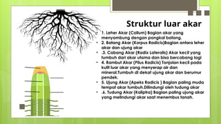 Struktur akar fungsi dan modifikasinya.pptx