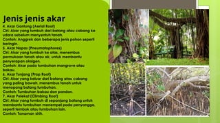 Struktur akar fungsi dan modifikasinya.pptx