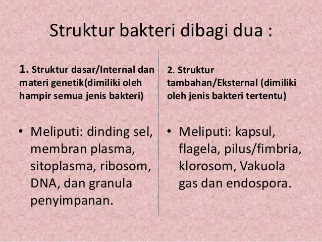 Struktur bakteri