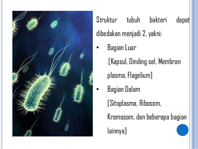 Struktur Bakteri (kelas X)