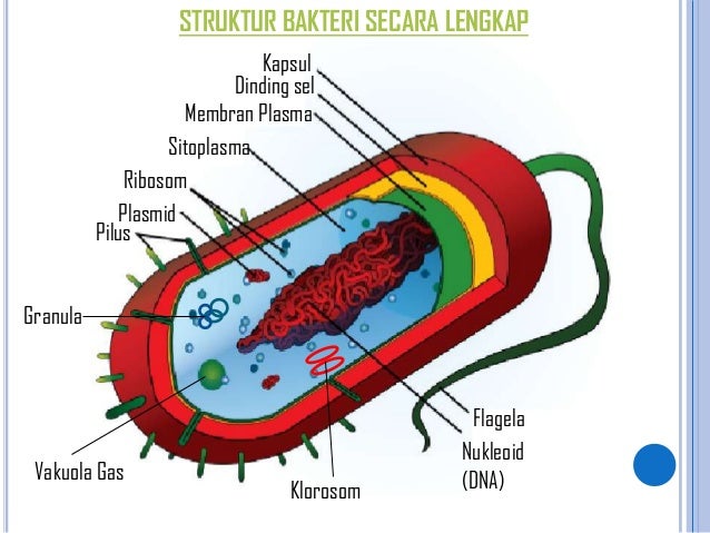 Struktur Bakteri (kelas X)