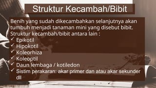 Struktur Benih & Bibit tanaman hortikultura.pptx