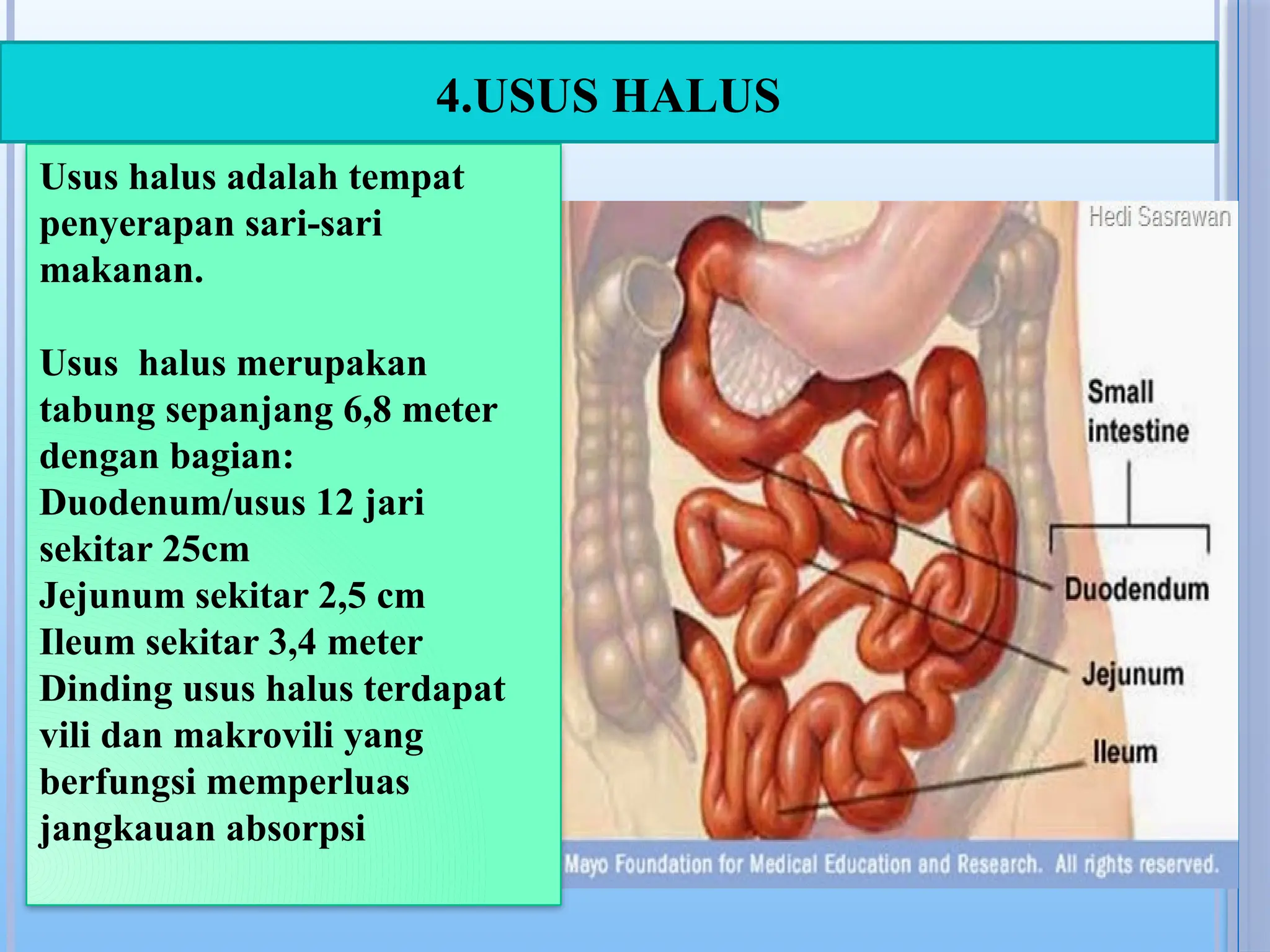 Struktur dan Anatomi Sistem Pencernaan.pptx