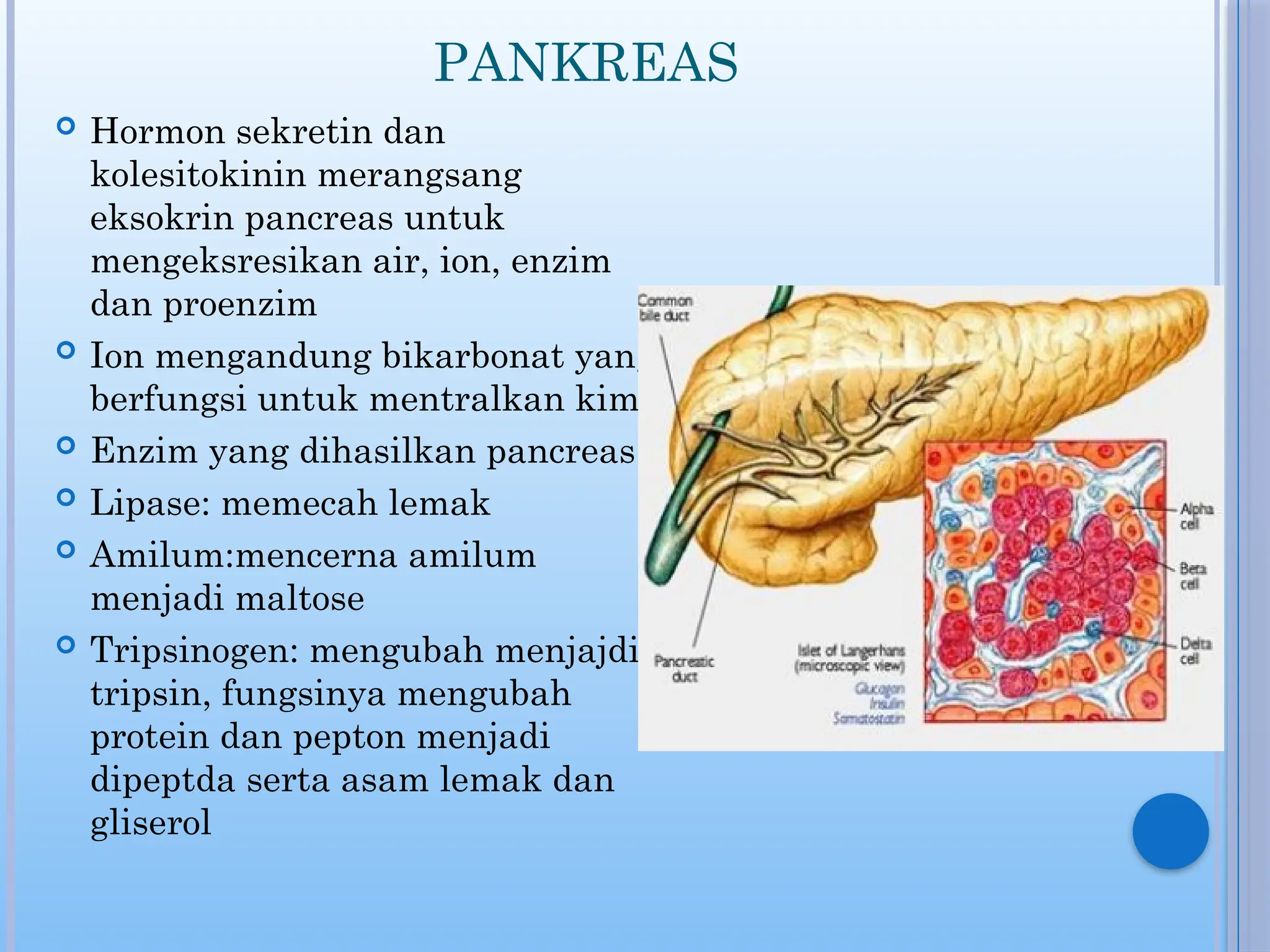 Struktur dan Anatomi Sistem Pencernaan.pptx