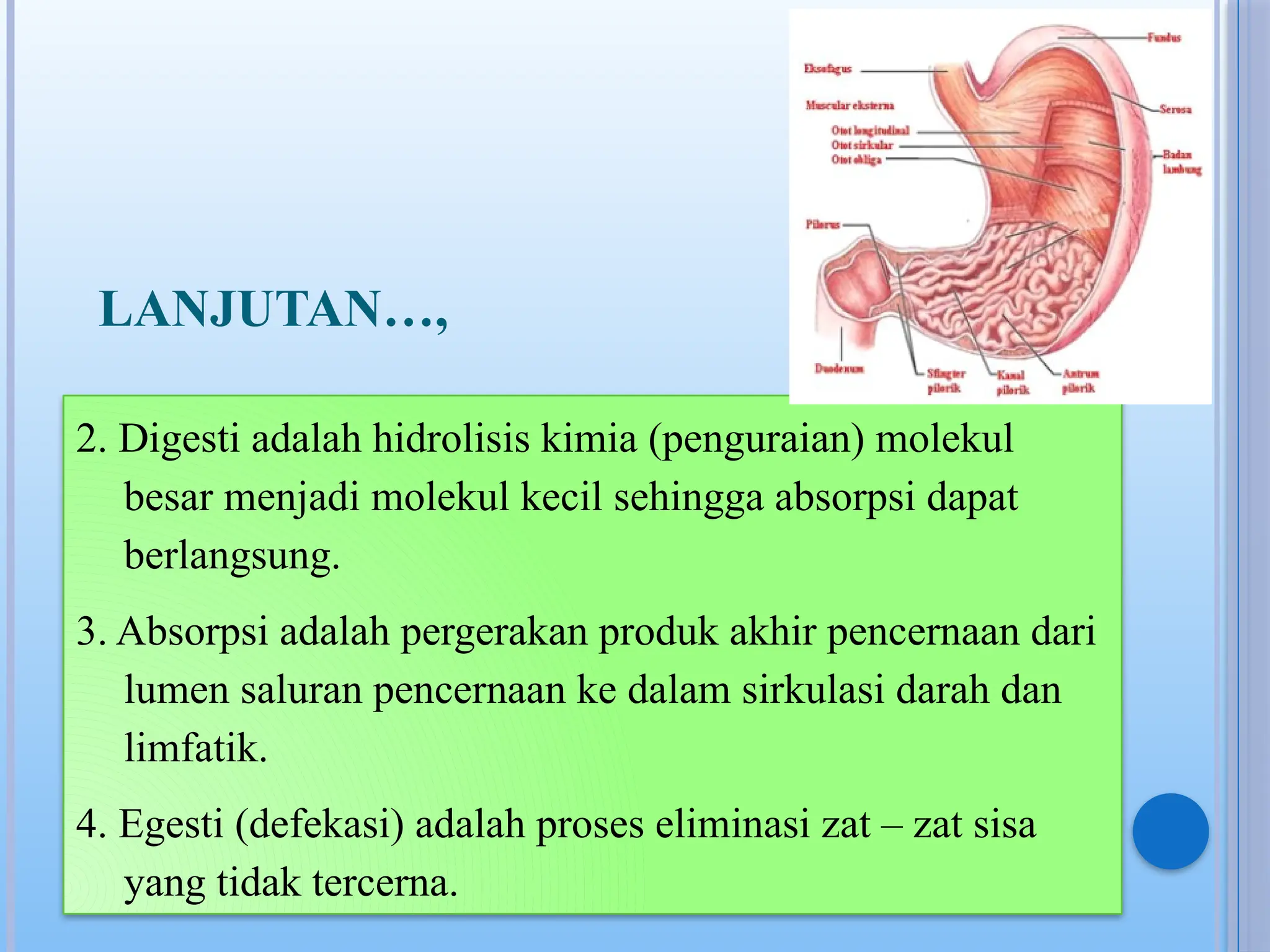 Struktur dan Anatomi Sistem Pencernaan.pptx