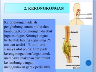 Struktur dan Anatomi Sistem Pencernaan.pptx