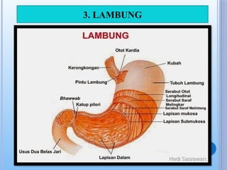Struktur dan Anatomi Sistem Pencernaan.pptx