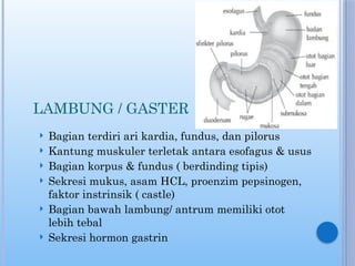 Struktur dan Anatomi Sistem Pencernaan.pptx