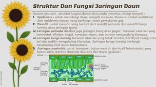 Struktur dan Fungi Jaringan Tumbuhan.pptx