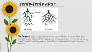 Struktur dan Fungi Jaringan Tumbuhan.pptx
