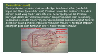STRUKTUR DAN FUNGSI.ppt