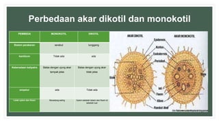 STRUKTUR DAN FUNGSI.ppt | Free Download