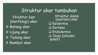 STRUKTUR DAN FUNGSI.ppt
