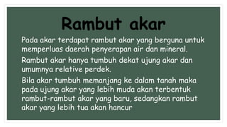 STRUKTUR DAN FUNGSI.ppt