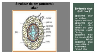 STRUKTUR DAN FUNGSI.ppt