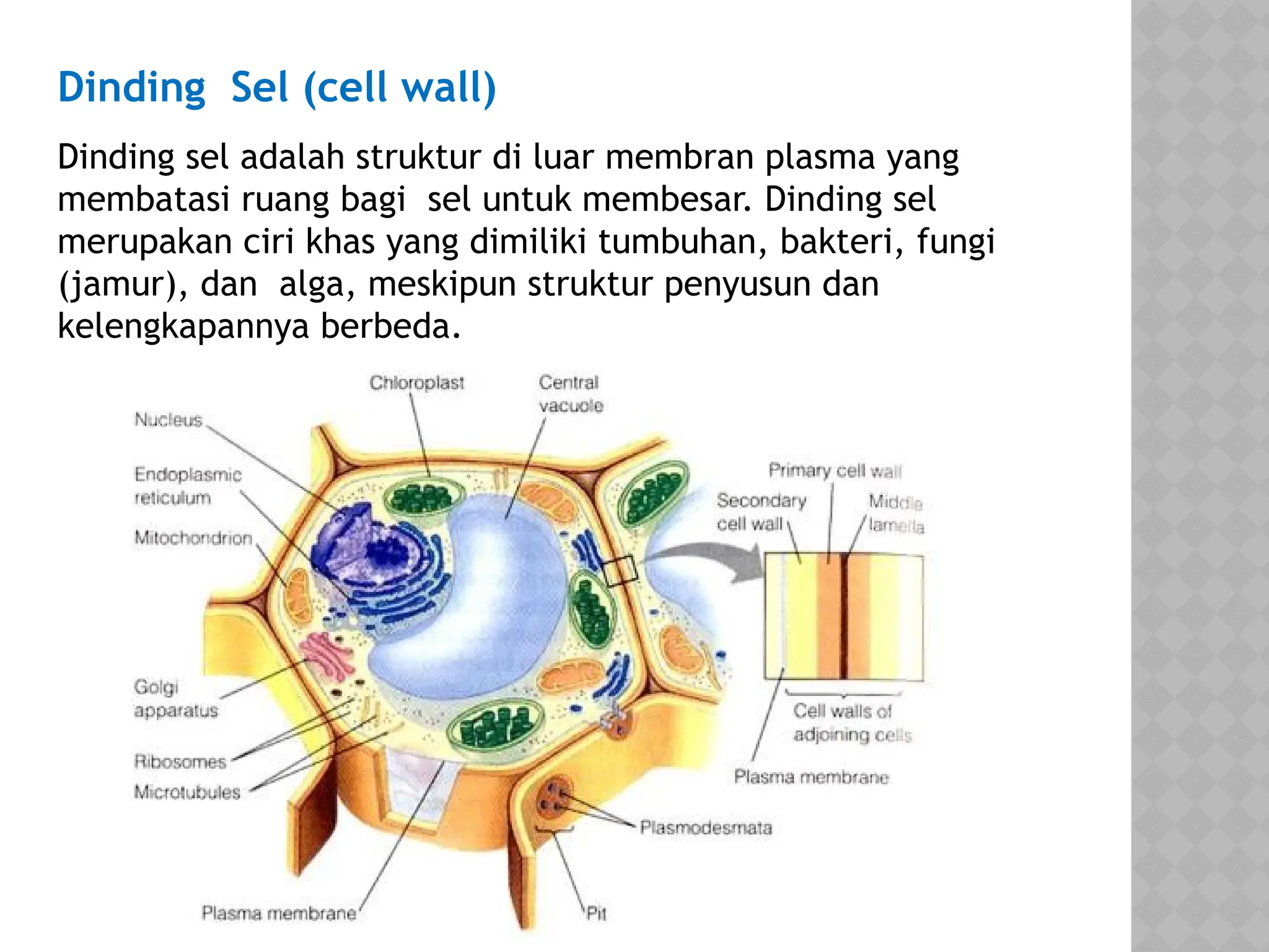 STRUKTUR DAN FUNGSI BAGIAN-BAGIAN SEL - Part 2.pptx