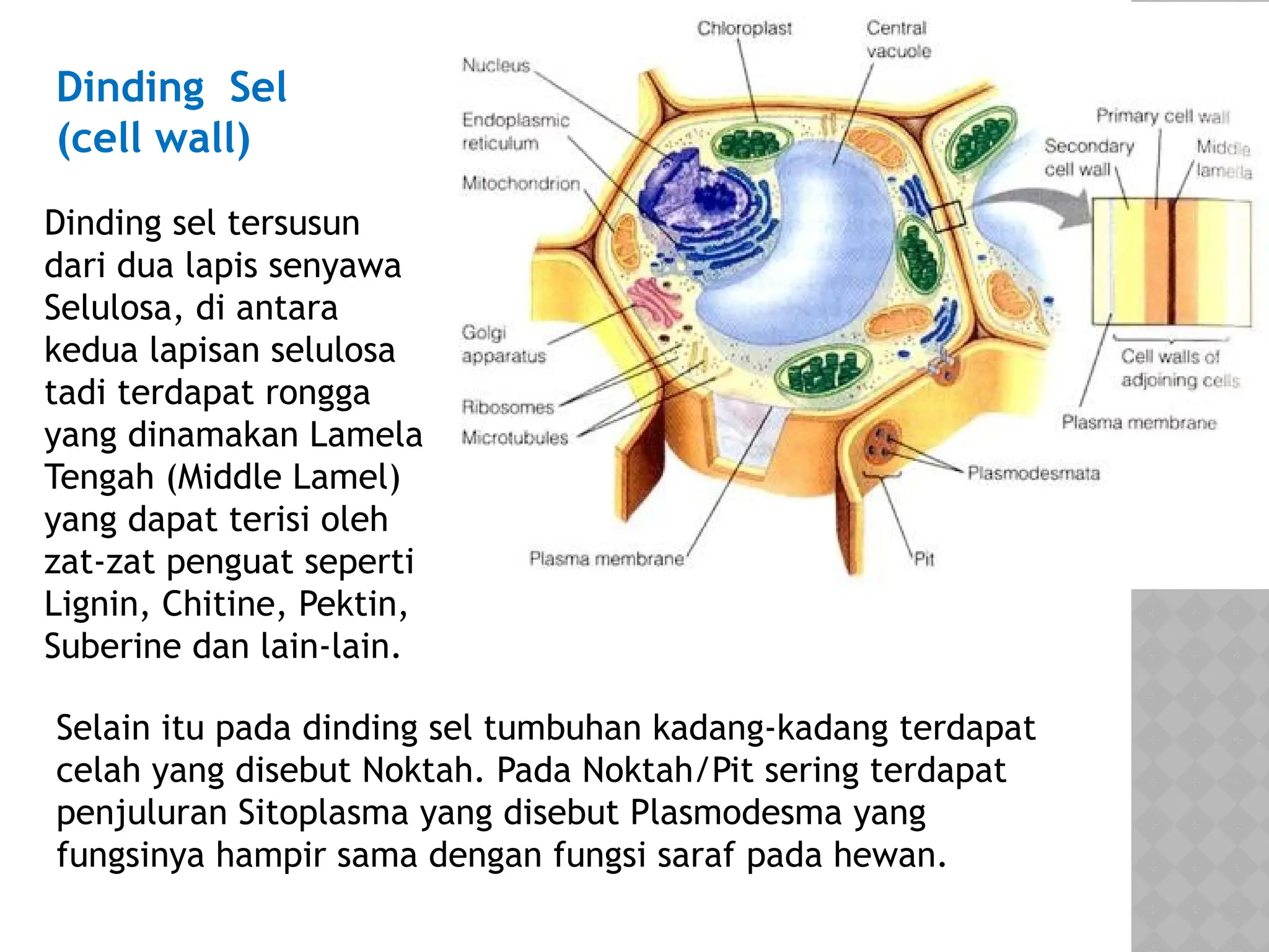 STRUKTUR DAN FUNGSI BAGIAN-BAGIAN SEL - Part 2.pptx