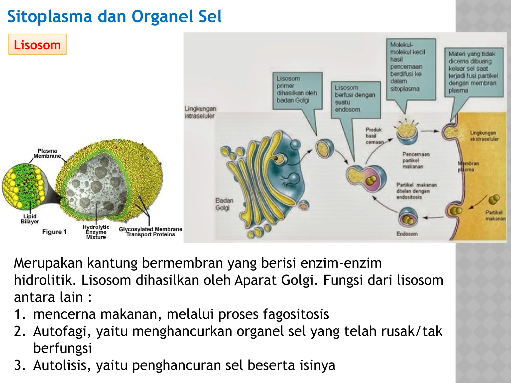 STRUKTUR DAN FUNGSI BAGIAN-BAGIAN SEL - Part 2.pptx