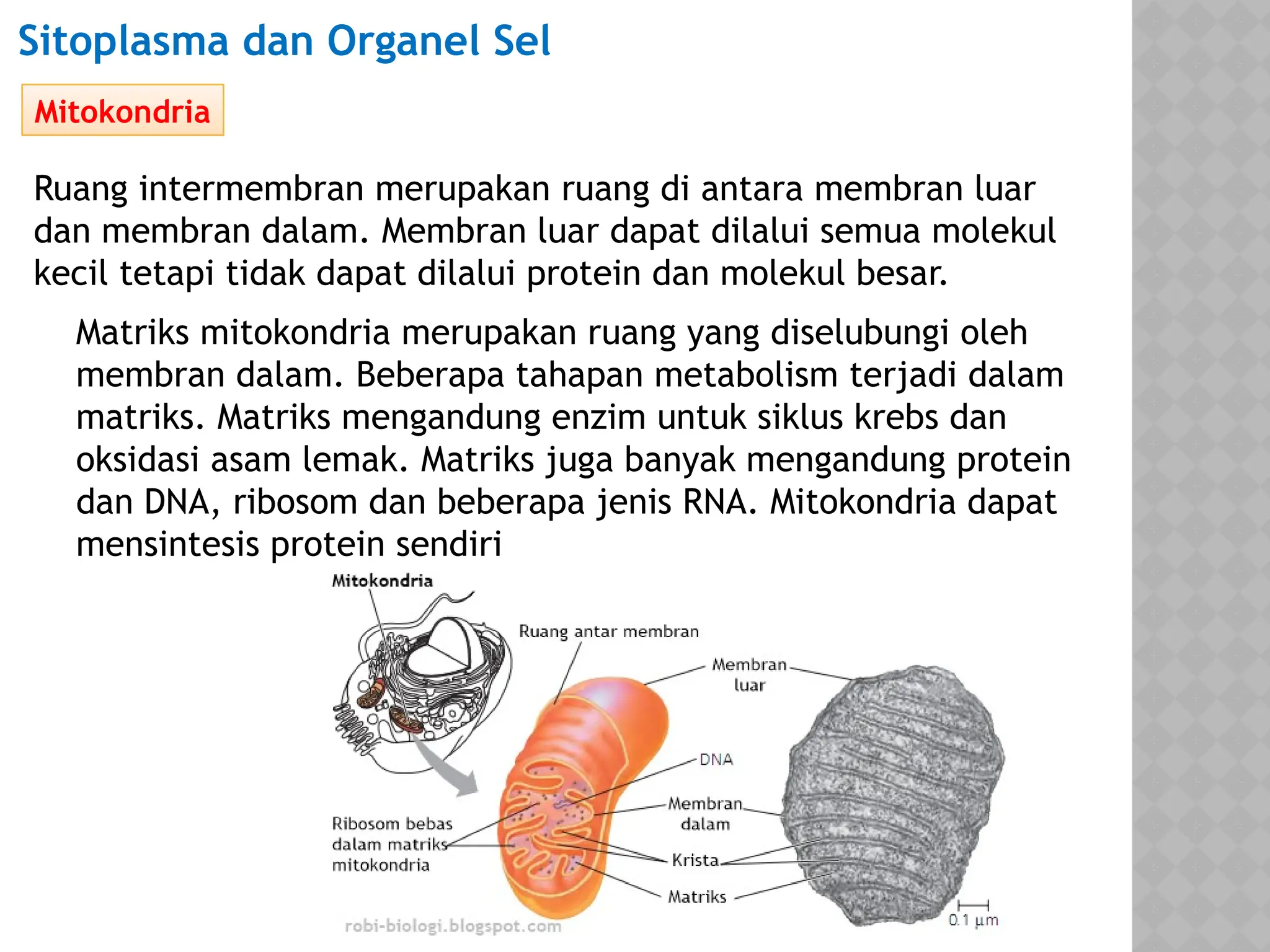 STRUKTUR DAN FUNGSI BAGIAN-BAGIAN SEL - Part 2.pptx