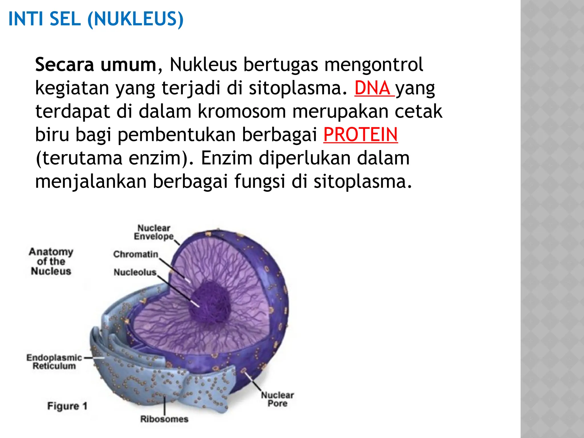 STRUKTUR DAN FUNGSI BAGIAN-BAGIAN SEL - Part 2.pptx