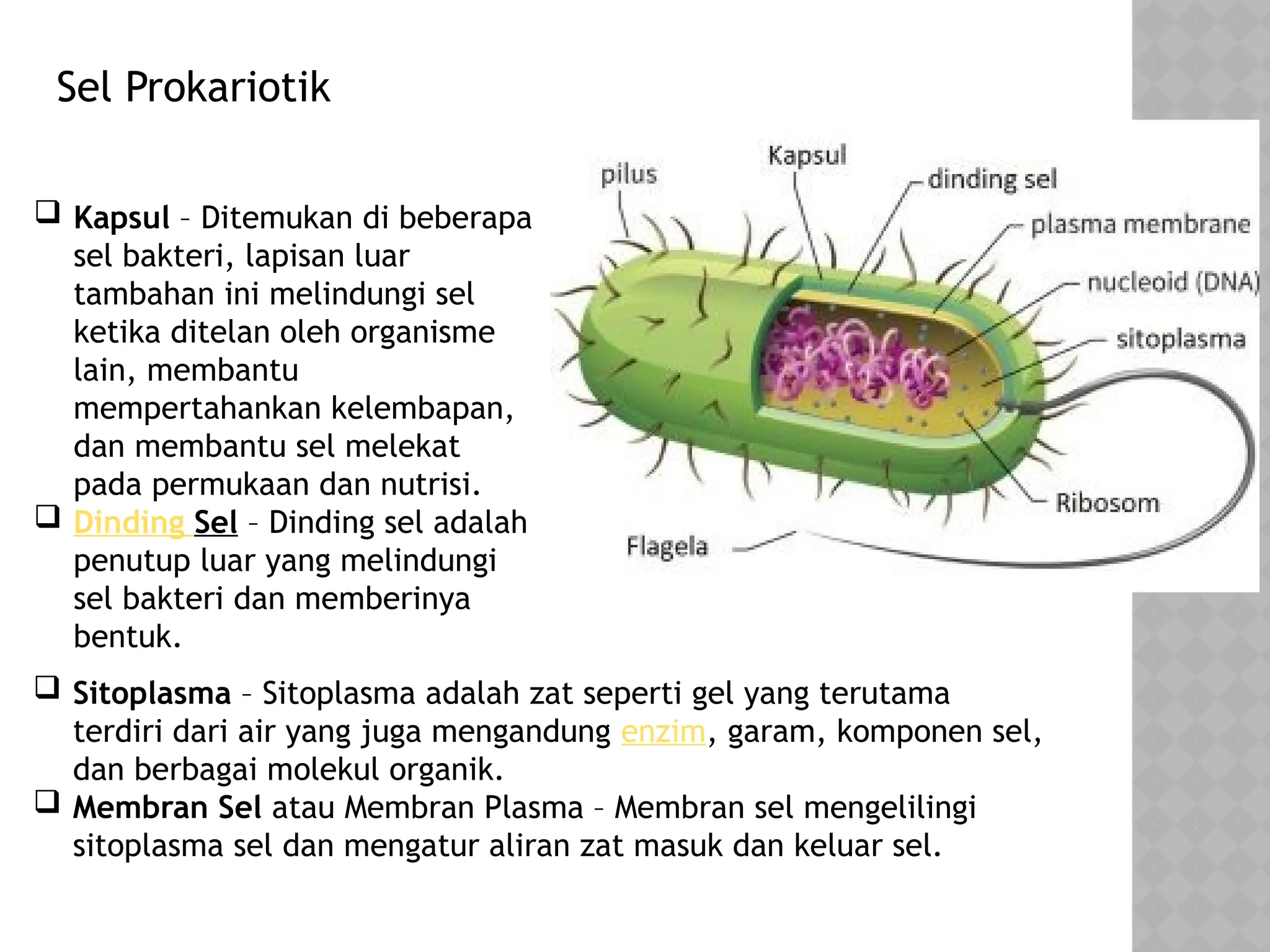 STRUKTUR DAN FUNGSI BAGIAN-BAGIAN SEL - Part 2.pptx