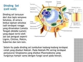 STRUKTUR DAN FUNGSI BAGIAN-BAGIAN SEL - Part 2.pptx