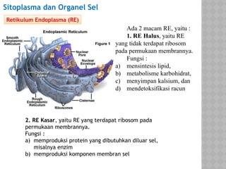 STRUKTUR DAN FUNGSI BAGIAN-BAGIAN SEL - Part 2.pptx