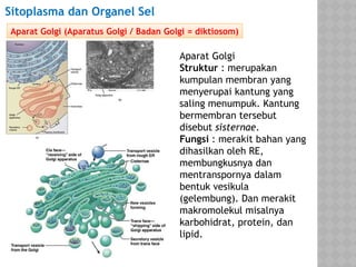 STRUKTUR DAN FUNGSI BAGIAN-BAGIAN SEL - Part 2.pptx