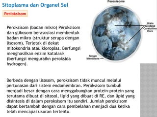 STRUKTUR DAN FUNGSI BAGIAN-BAGIAN SEL - Part 2.pptx