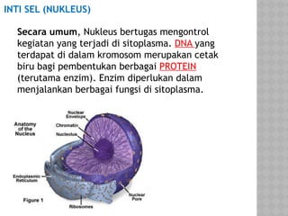 STRUKTUR DAN FUNGSI BAGIAN-BAGIAN SEL - Part 2.pptx