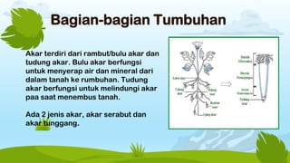 struktur_dan_fungsi_bagian_tubuh_hewan_dan_tumbuhan[1].pptx