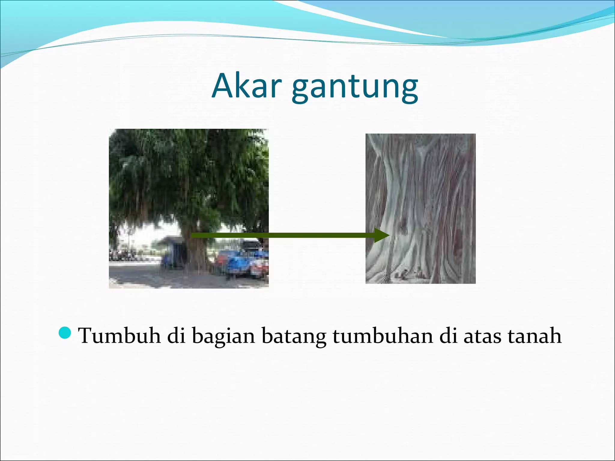 Struktur dan fungsi bagian tumbuhan SD kelas 4 | PPT