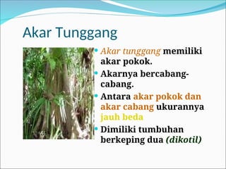 struktur dan fungsi bagian tumbuhanN.ppt