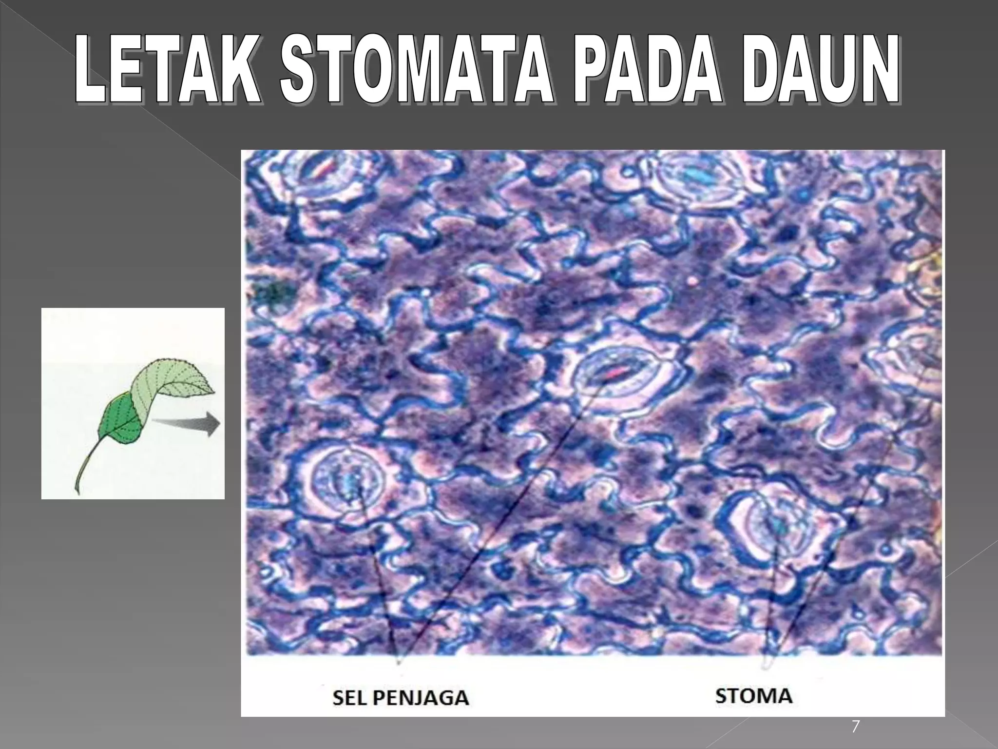Struktur dan Fungsi Daun | PPTX