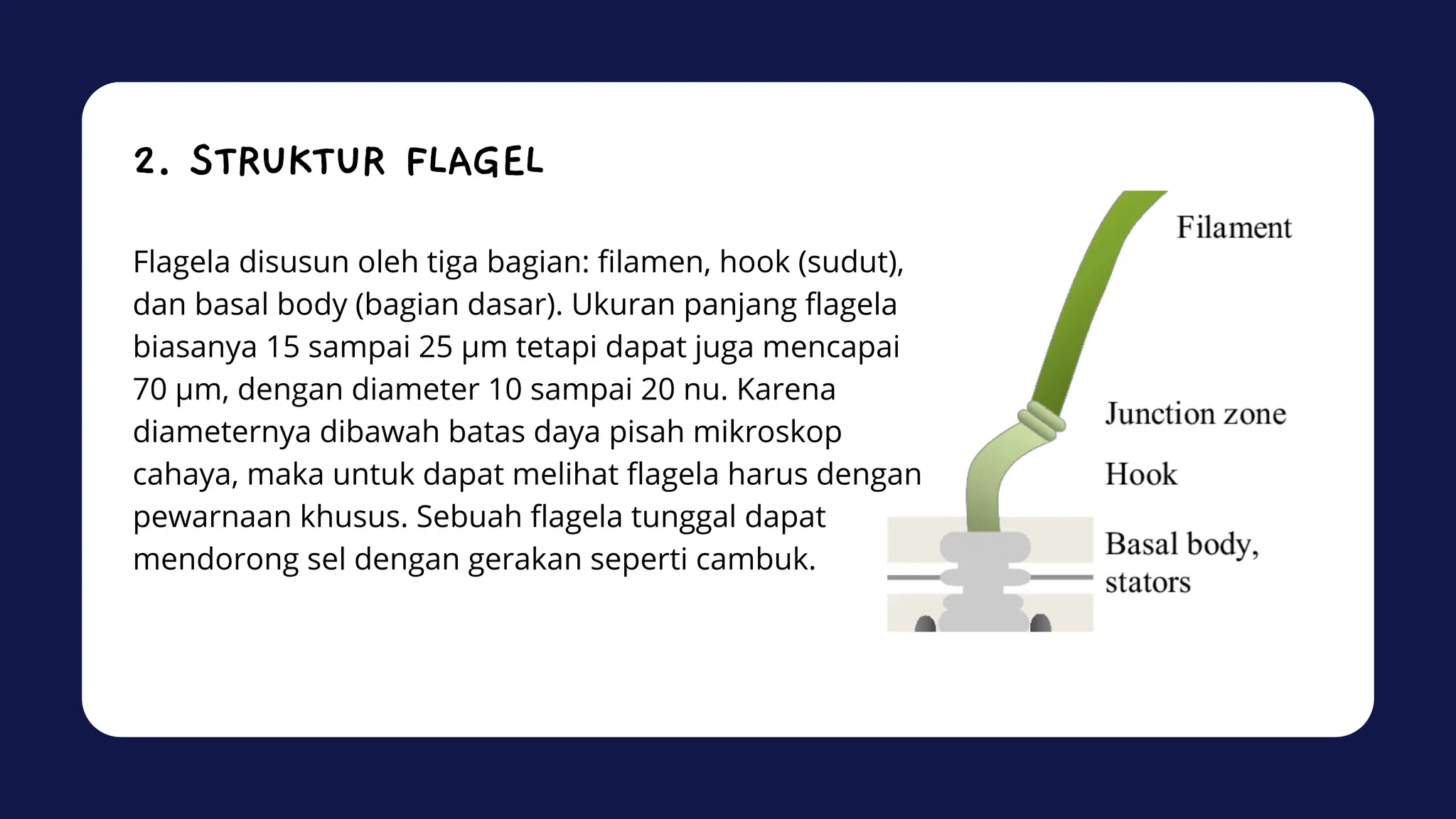 Struktur dan Fungsi Dinding Sel, Silia dan Flagel (kelompok 1).pdf
