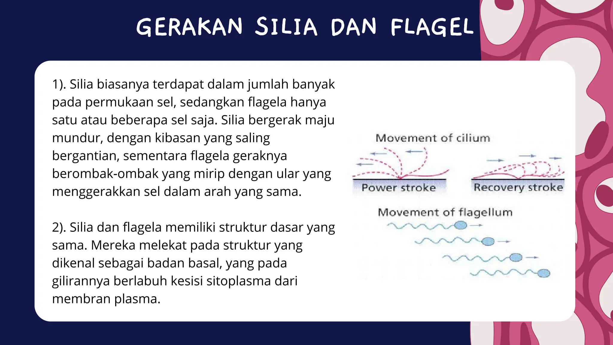 Struktur dan Fungsi Dinding Sel, Silia dan Flagel (kelompok 1).pdf