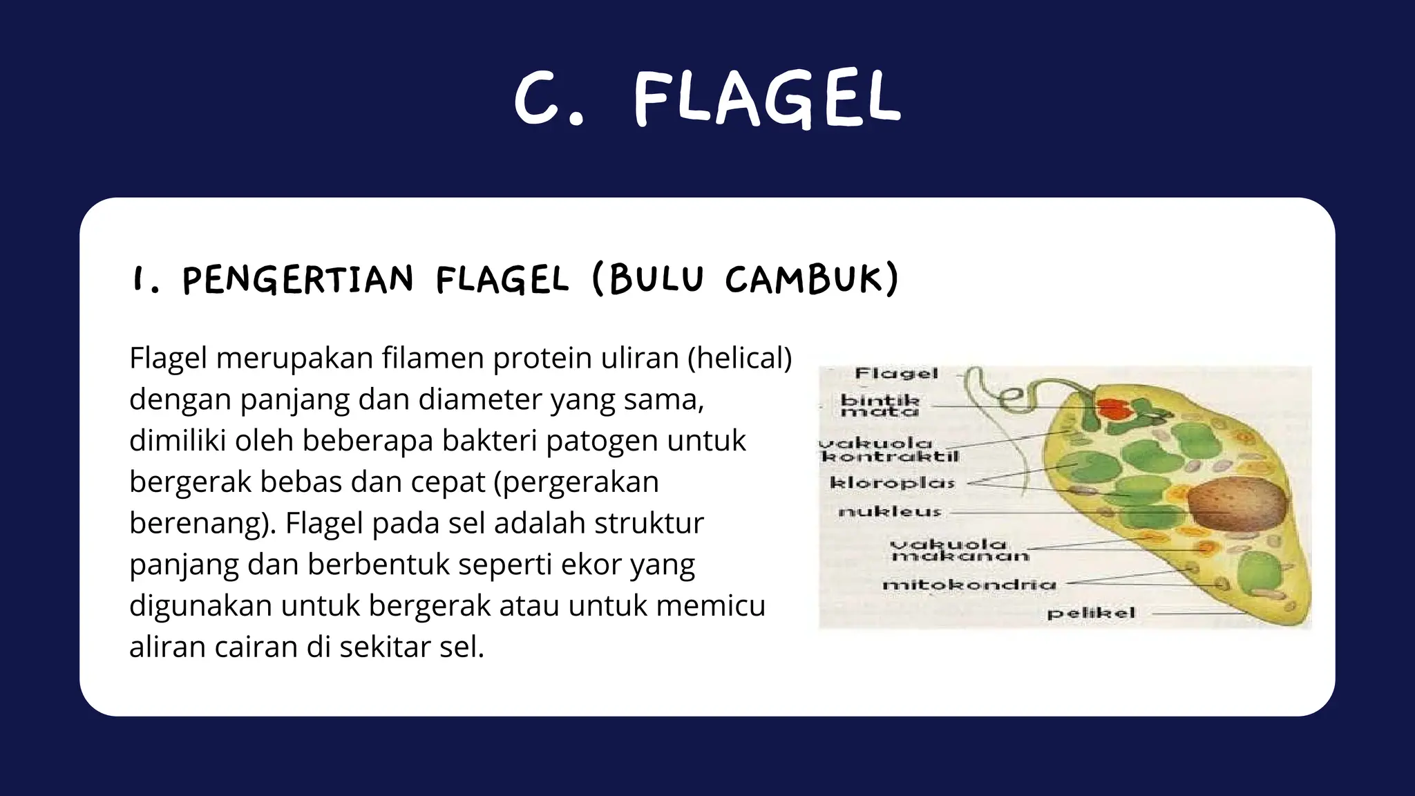 Struktur dan Fungsi Dinding Sel, Silia dan Flagel (kelompok 1).pdf