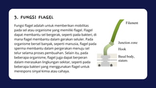 Struktur dan Fungsi Dinding Sel, Silia dan Flagel (kelompok 1).pdf