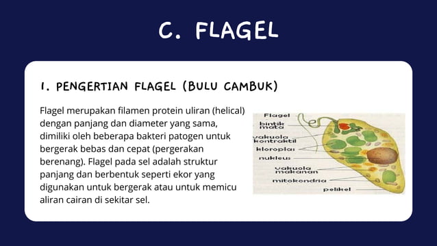 Struktur dan Fungsi Dinding Sel, Silia dan Flagel (kelompok 1).pdf