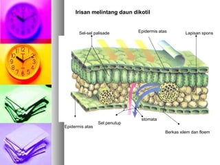 Struktur dan fungsi jaringan | PPT