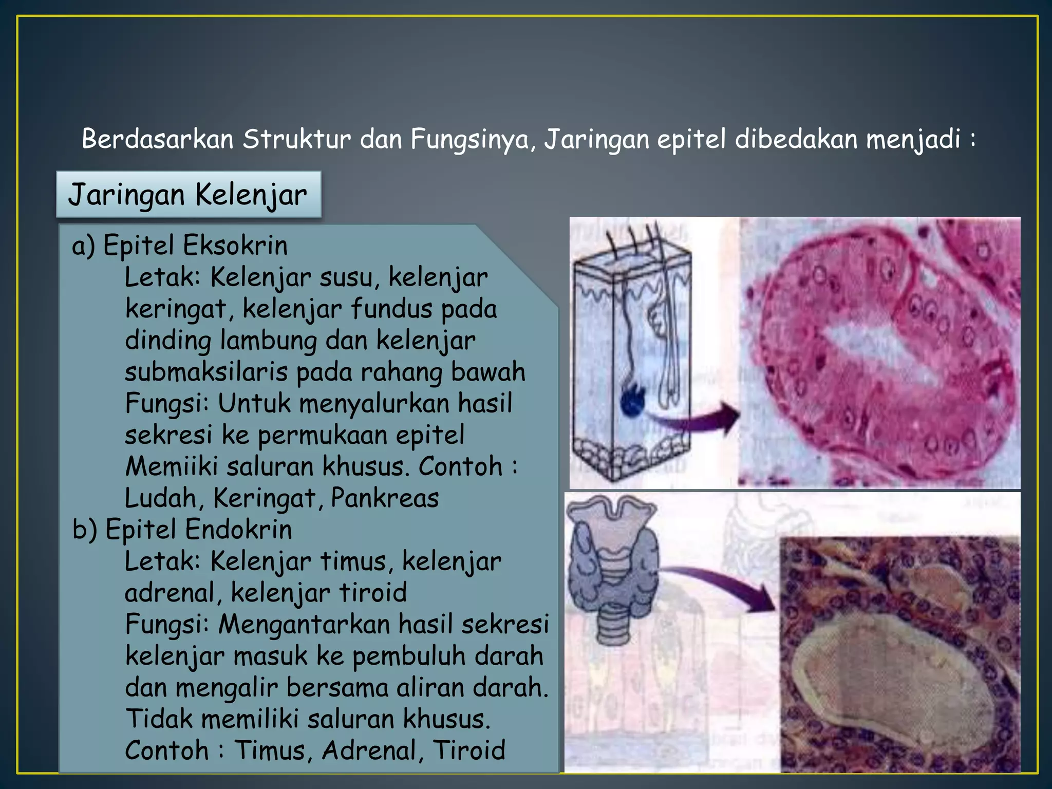 strukturdanfungsijaringan-170622231138.pdf