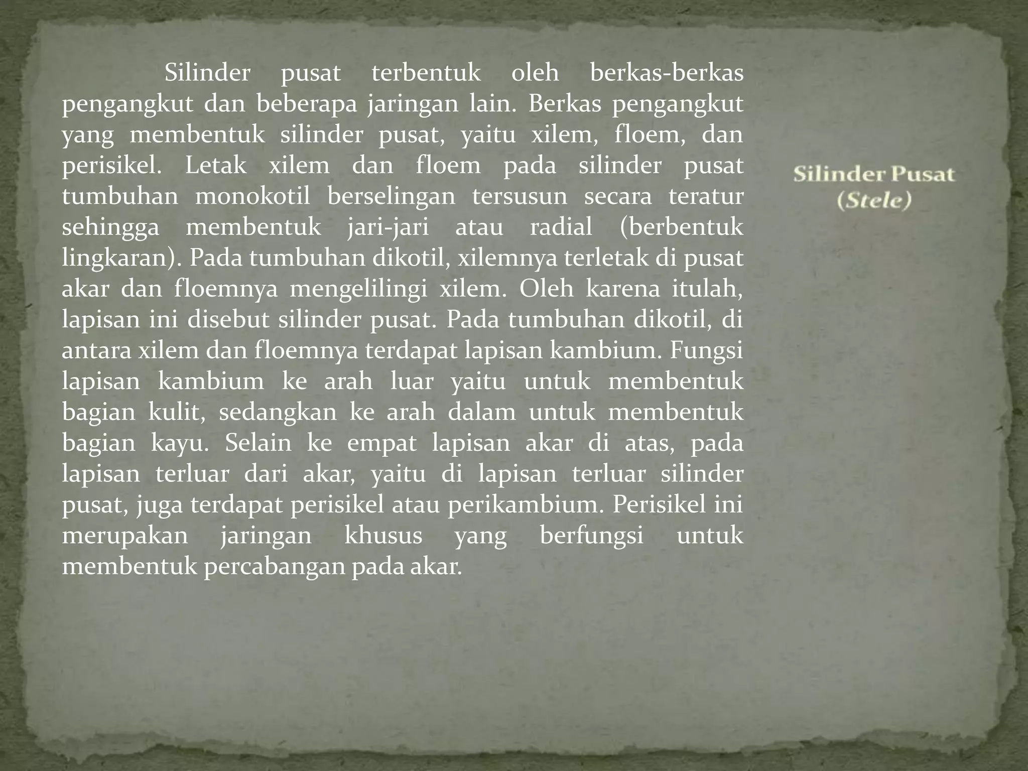 Struktur dan fungsi jaringan akar | PPTX