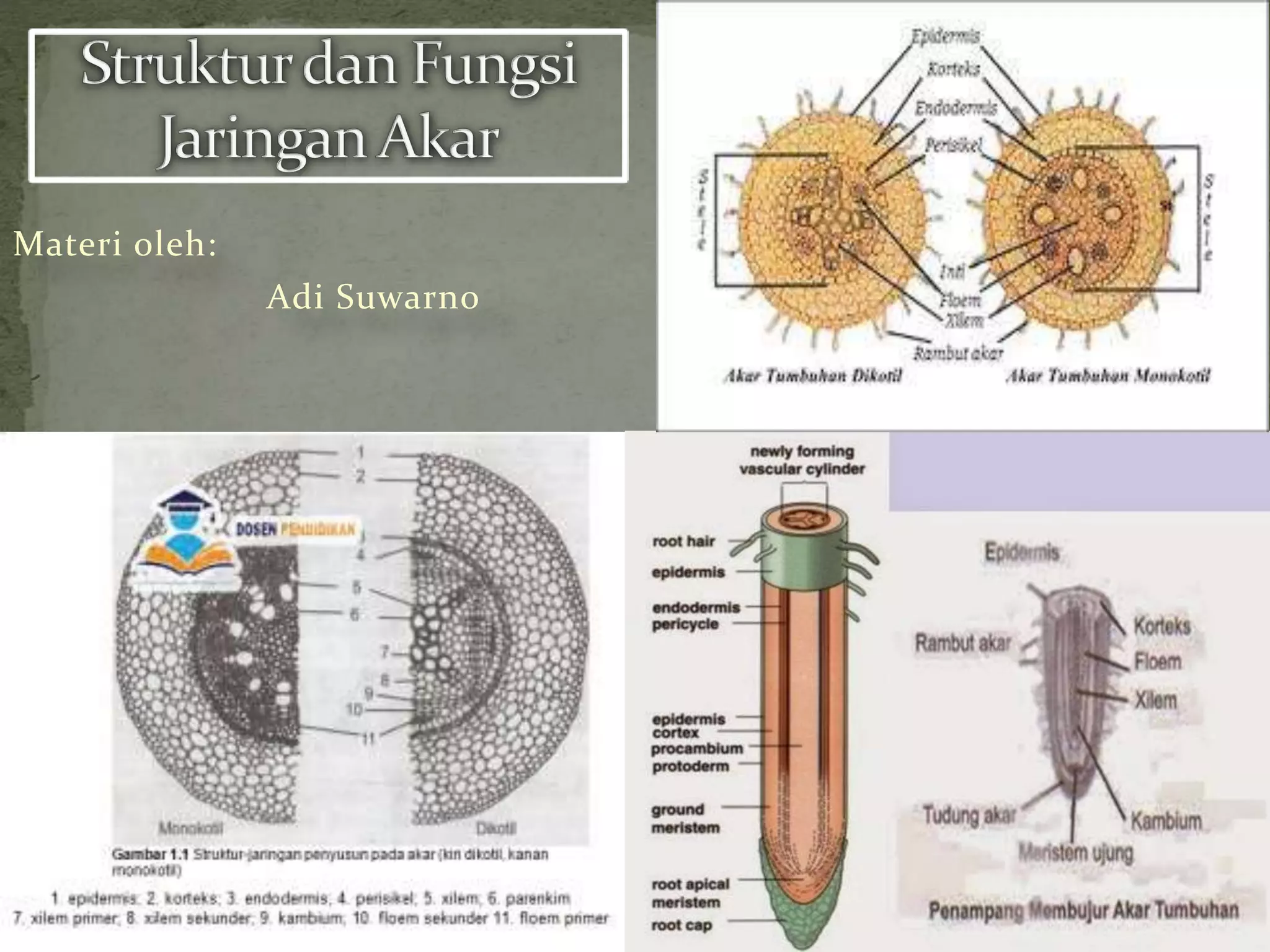 Struktur dan fungsi jaringan akar | PPTX